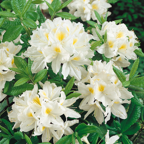 Azalea Knap Hill Collection - JParkers
