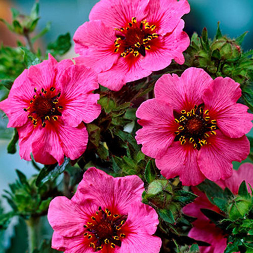Shop Potentilla Herbaceous Plant Collection | J. Parker's