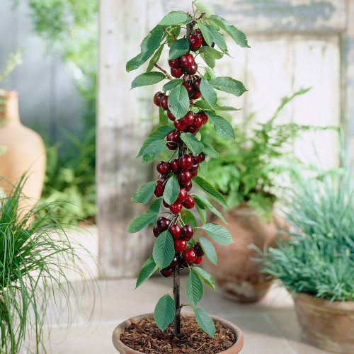 Miniature Patio Fruit Trees Collection x5 - JParkers