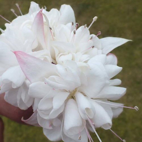 Fuchsia Giant Trailing Collection - JParkers