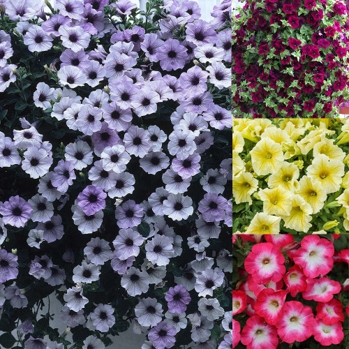 Buy Surfinia Unusual Collection (4 Varieties) for less with J. Parker's