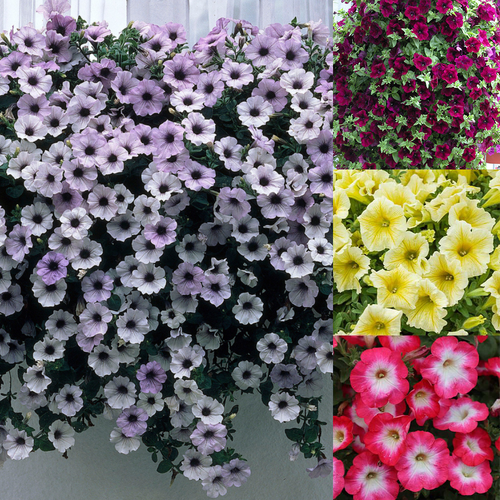 Buy Surfinia Unusual Collection (4 Varieties) for less with J. Parker's