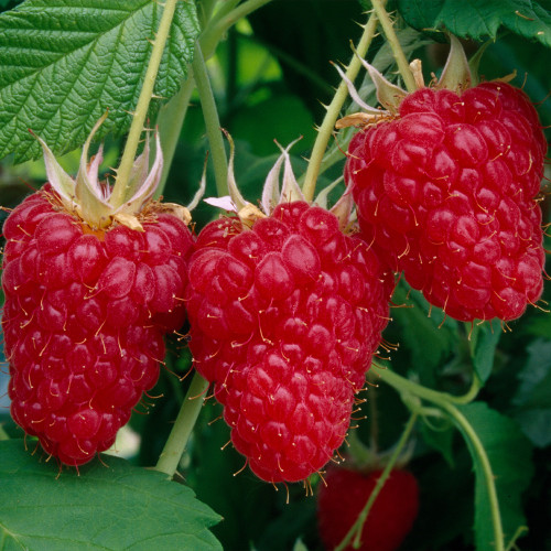 Shop All All Season Fruiting Raspberry Collection | J. Parker's