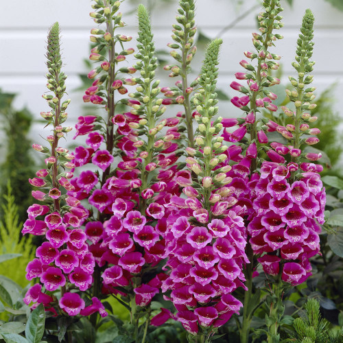 Shop Digitalis Collection (Foxgloves) | J. Parker's Dutch Bulbs