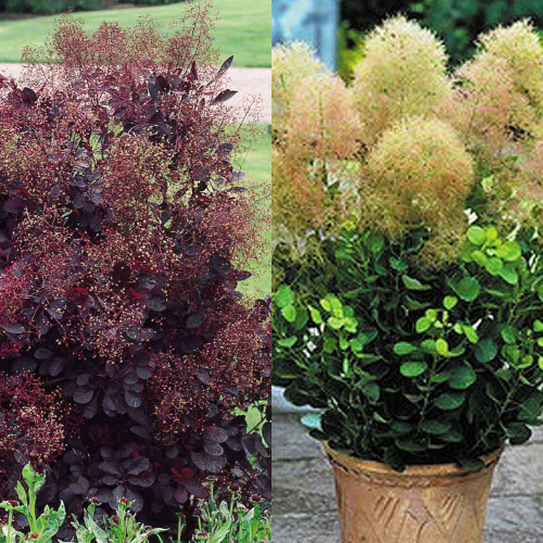 Shop Cotinus (Smoketree) Collection | J. Parker's