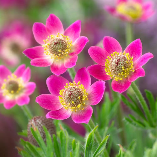 Anemone multifida Collection - JParkers