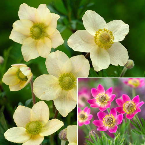 Anemone multifida Collection - JParkers