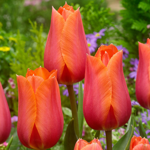 Buy Tulip Single Late Collection at jparkers.co.uk