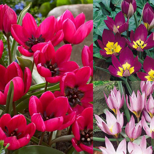 45 Tulip Humilis Collection - JParkers