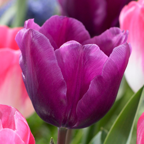 60 Tulip Triumph Collection - JParkers