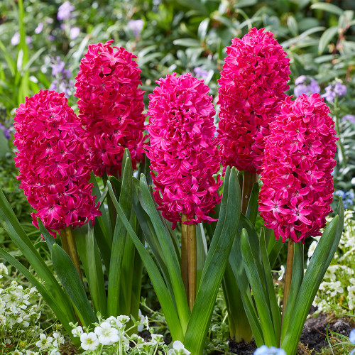 Hyacinth Collection 14/15cm - JParkers