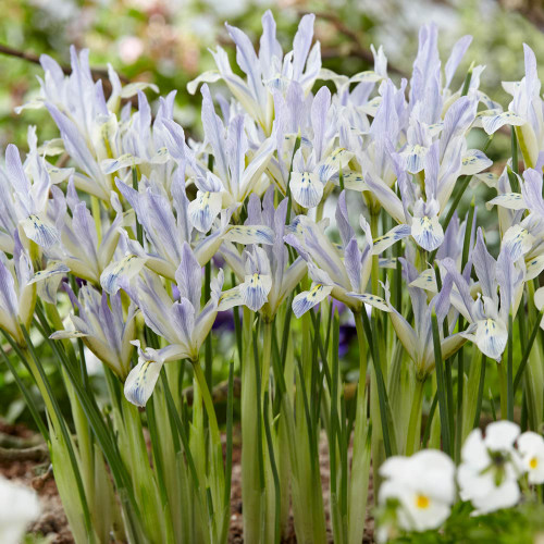 55 Iris Rare and Unusual Collection - JParkers