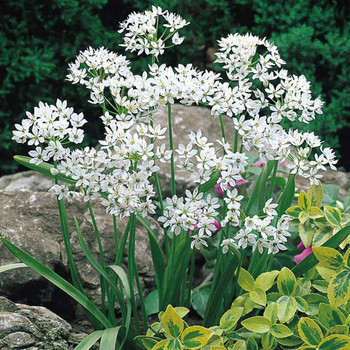 Buy Small Flowering Allium Collection at jparkers.co.uk