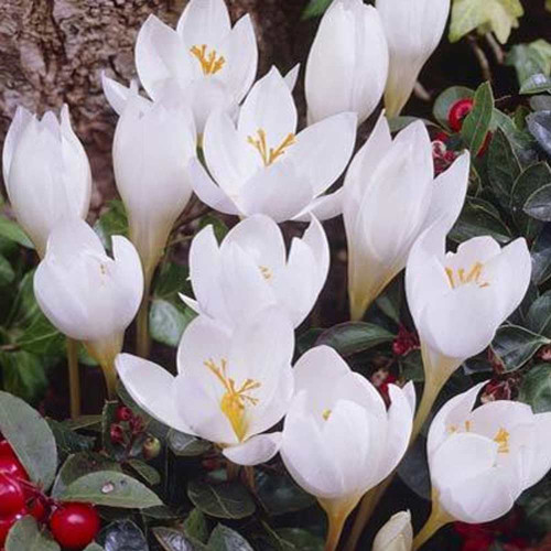 75 Autumn Crocus Collection - JParkers