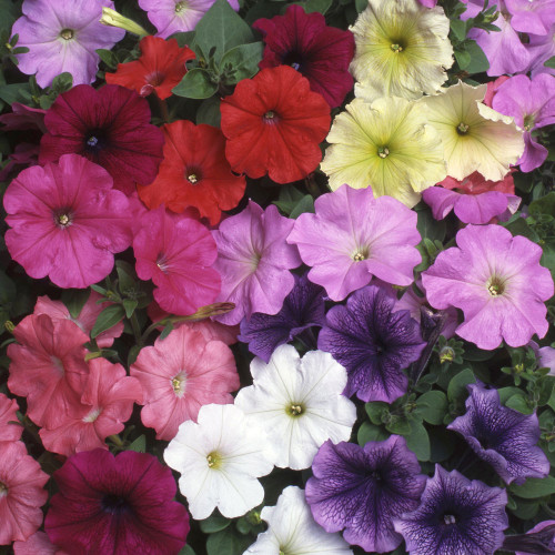 Petunia Mixtures Collection - JParkers