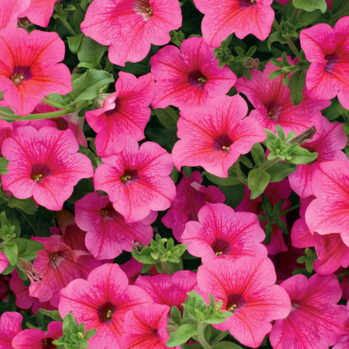 Shop Surfinia RHS Collection from J. Parker's