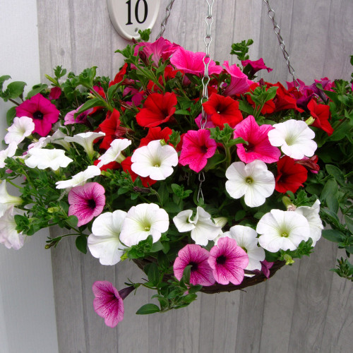 Shop Surfinia RHS Collection from J. Parker's