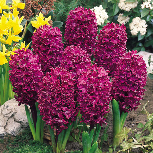 Bedding Sized Hyacinth Collection 14/15cm - JParkers