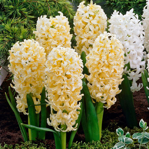 Bedding Sized Hyacinth Collection 14/15cm - JParkers