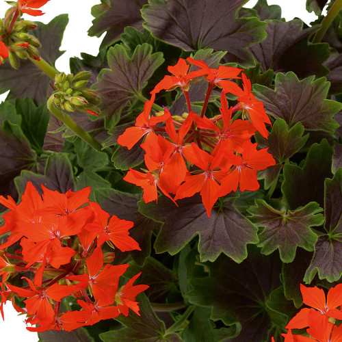 Geranium Chocolate - JParkers