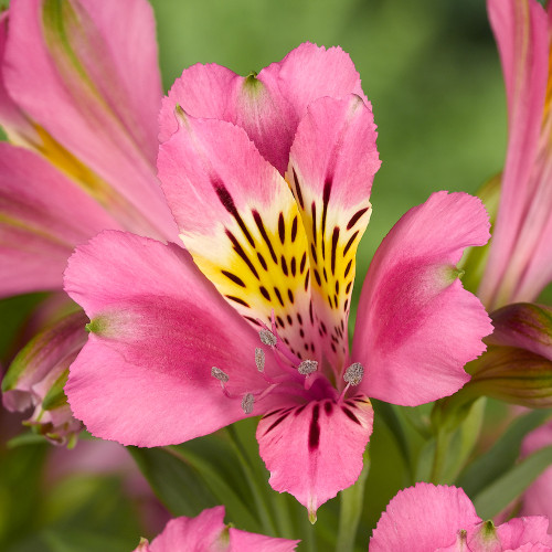 Alstroemeria Inca Glow - JParkers