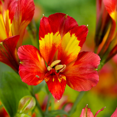 Alstroemeria Inca Pulse - JParkers