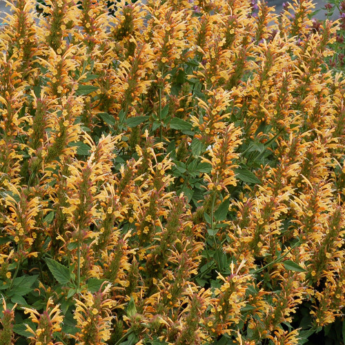 Agastache Kudos Yellow - JParkers