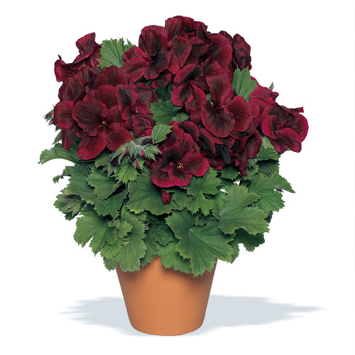Buy Geranium Aristo Schoko | J. Parker's