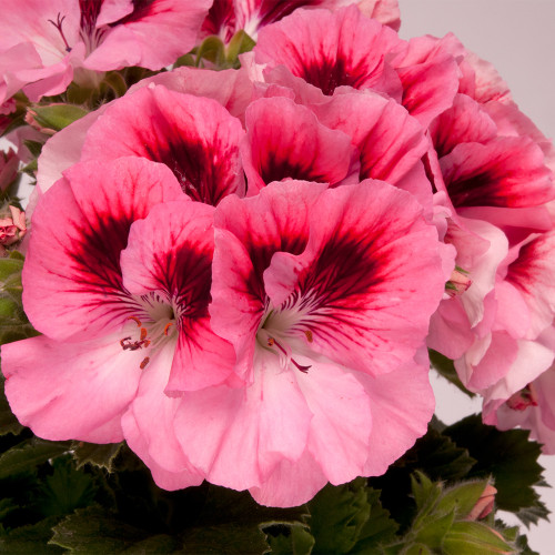 Buy Geranium Elegance David | J. Parker's