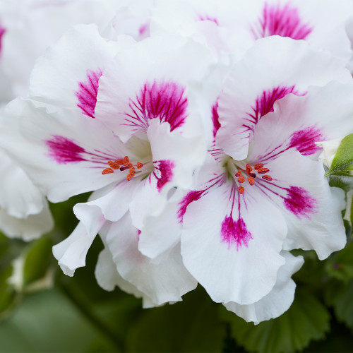 Buy Geranium Elegance Royalty White | J. Parker's
