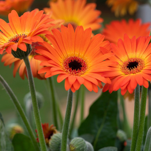 Shop Gerbera Garvinea Sweet Sunset from J. Parker's