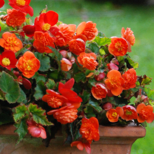 Begonia Multiflora Collection - JParkers
