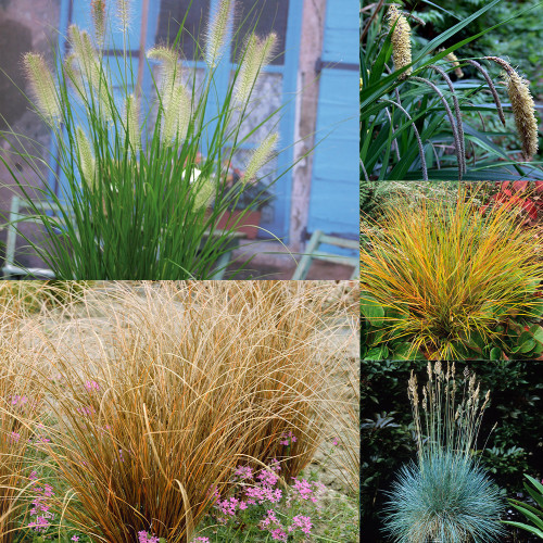Grass Ornamental Collection x 5 (7cm Pot) - JParkers