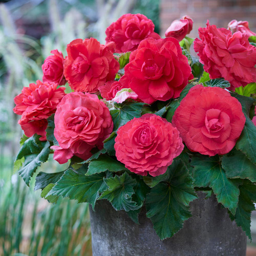 Shop Begonia Superba Collection | J. Parker's
