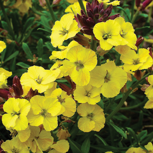 Buy Erysimum Collection | J. Parker's