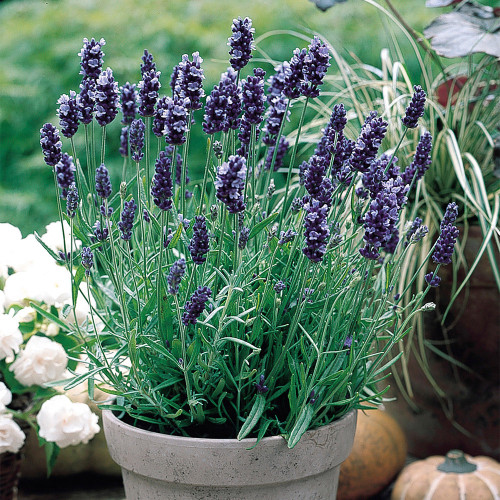 Buy Lavender English Collection at jparkers.co.uk