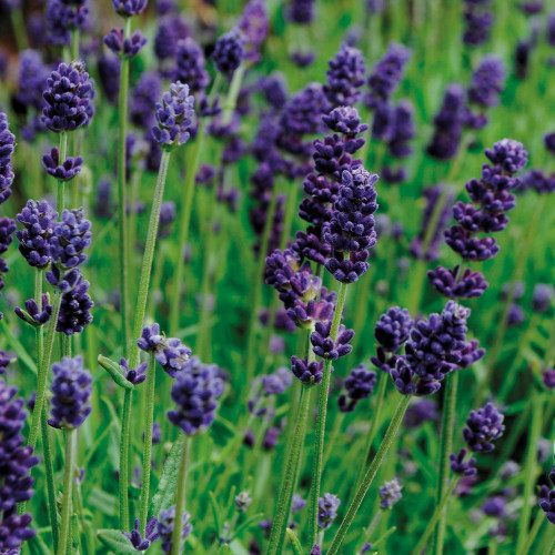 Buy Lavender English Collection at jparkers.co.uk