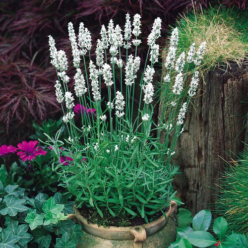 Buy Lavender English Collection at jparkers.co.uk
