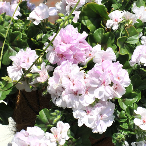 Geranium Great Balls of Fire Collection - JParkers