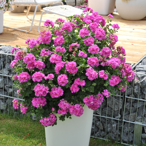 Geranium Great Balls of Fire Collection - JParkers