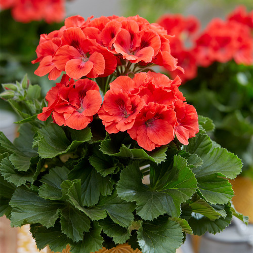 Shop Geranium Regal Collection | J. Parker's