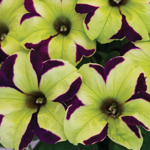 Petunia Crazytunia Collection (Pack 18/Pack 30) - JParkers