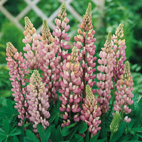 Lupin Gallery Pink 7cm - JParkers