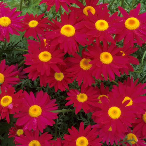 Pyrethrum Collection - JParkers