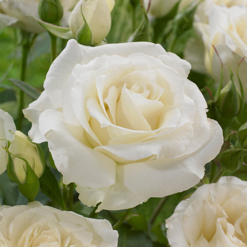 Fragrant HT Rose Collection A - JParkers