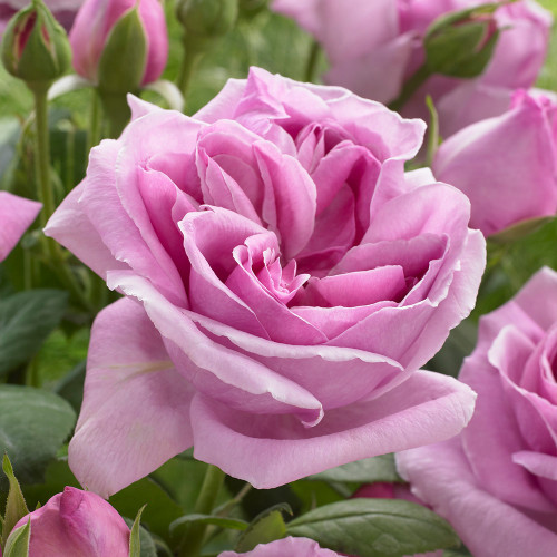 Fragrant HT Rose Collection A - JParkers