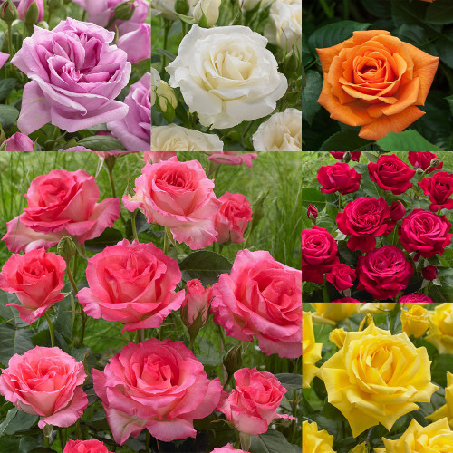 Fragrant HT Rose Collection A - JParkers
