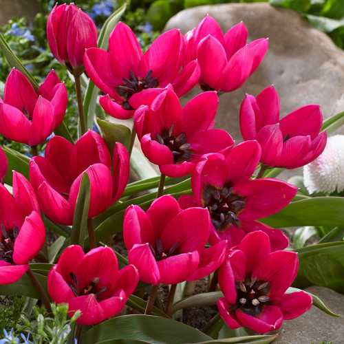 Buy Tulip Humilis Collection at J Parkers