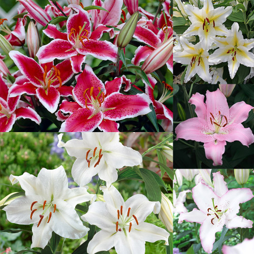 Buy 25 Oriental Lily Collection at jparkers.co.uk