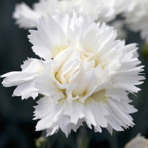 Shop Dianthus Scent First Collection | J. Parker's